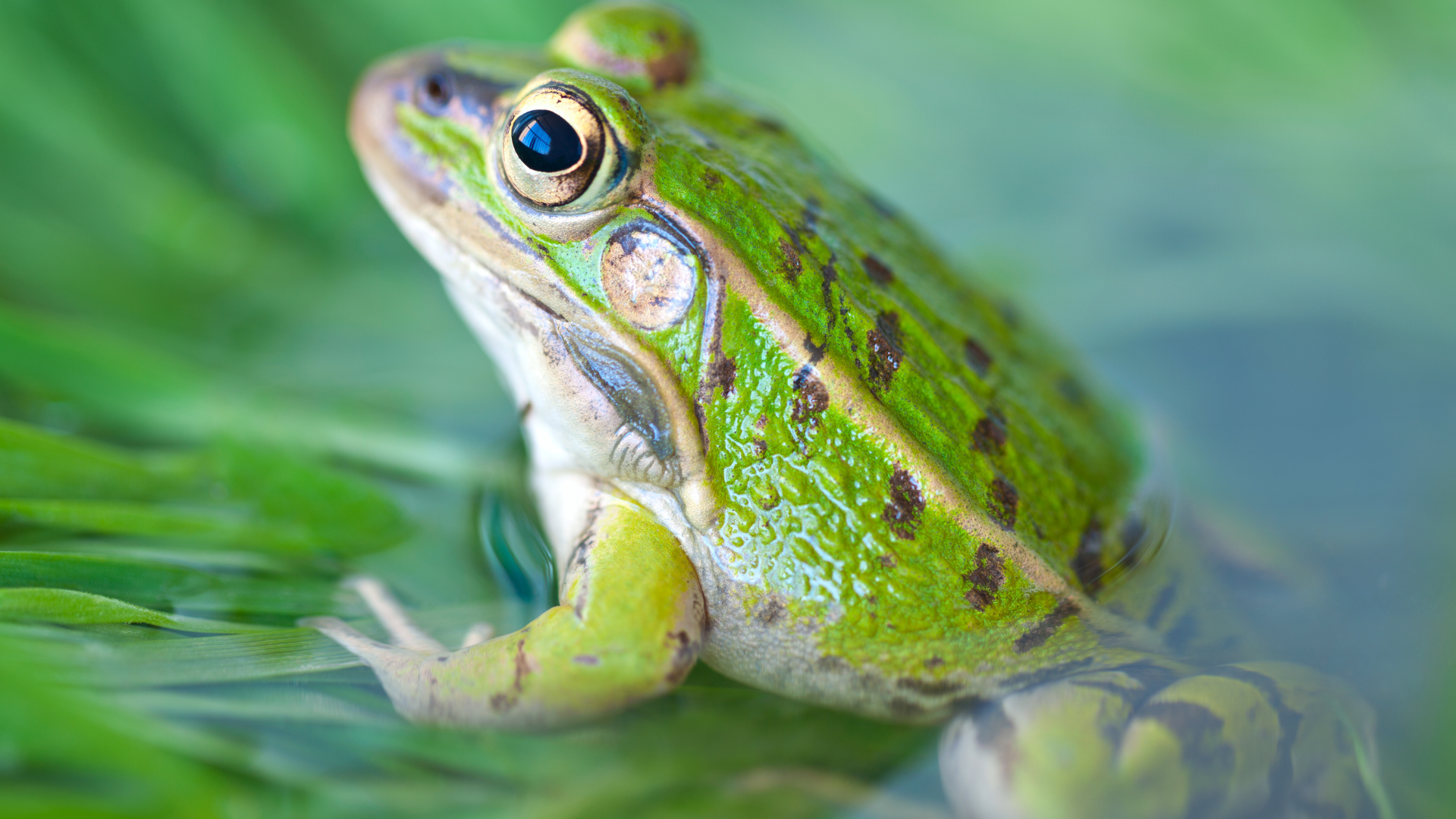 Eat that frog: Brian Tracy on how to master your business productivity